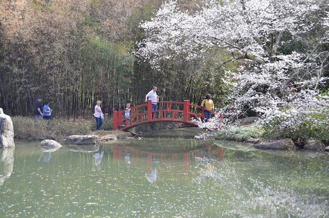 University of Alabama - Ranking, Football and Tuition